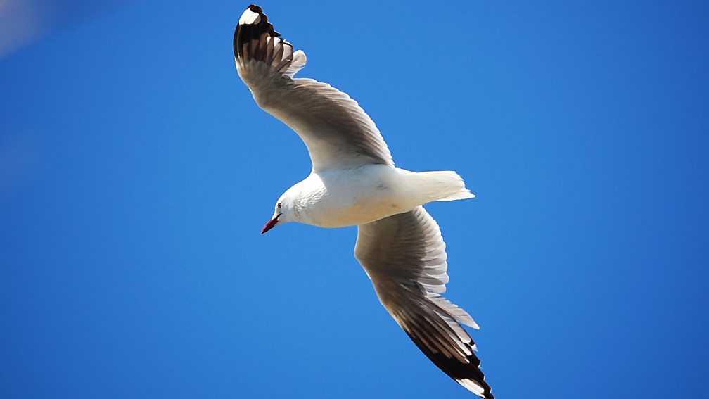 BBC Radio 4 - Radio 4 in Four - Seagull urban myths: fact or fiction?