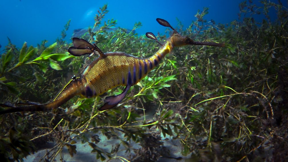 BBC One - Blue Planet II - Episode guide