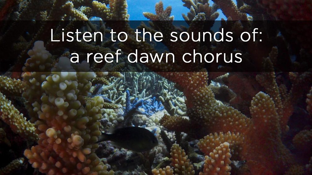 BBC One - Blue Planet II - Creating an underwater soundscape