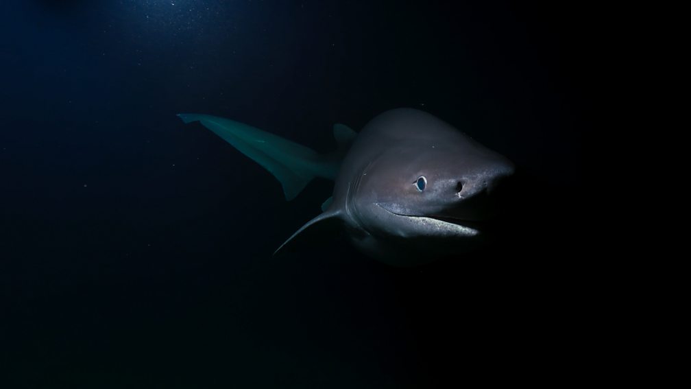 BBC One - Blue Planet II, Series 1, The Deep