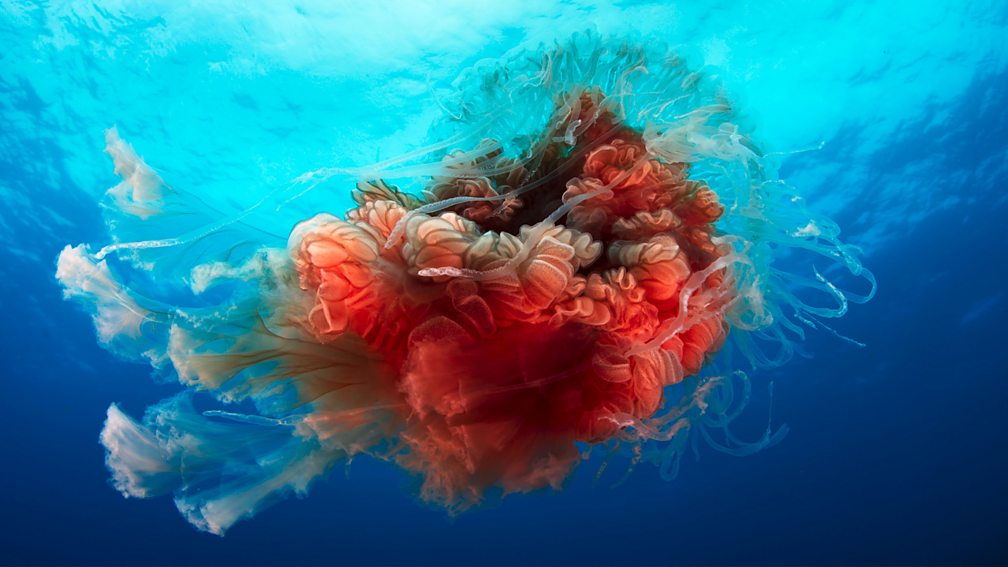 BBC One - Blue Planet II - Available now