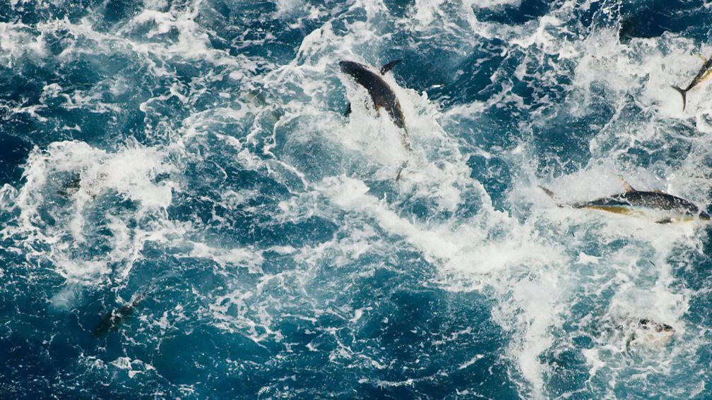 BBC One - Blue Planet II, Memorable moments from Blue Planet II