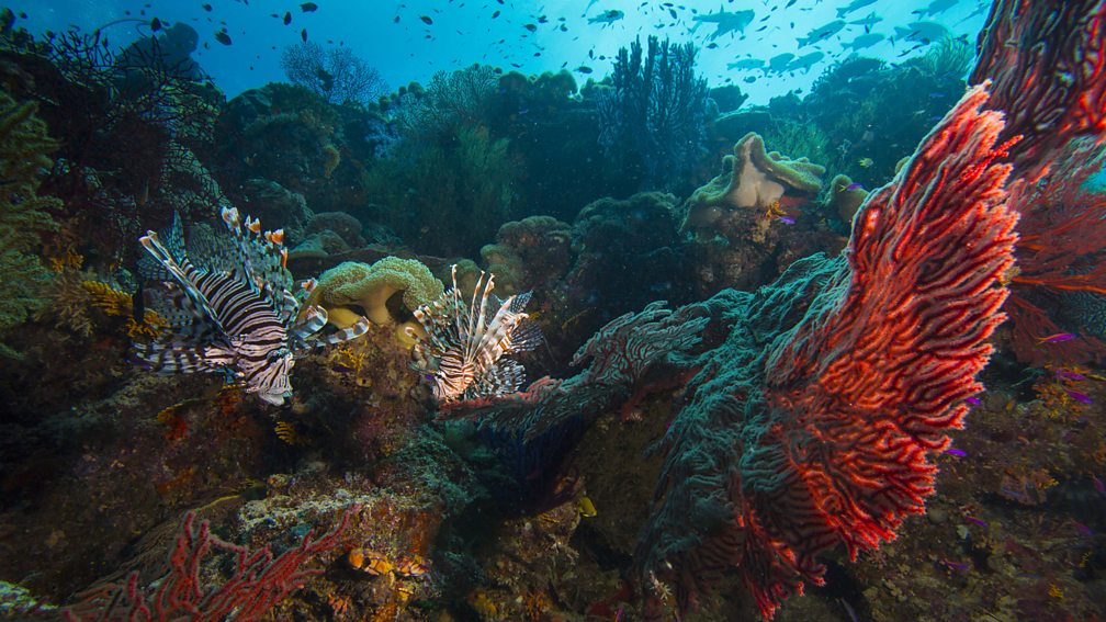 BBC World Service - The Compass, Ocean Stories, Ocean Stories