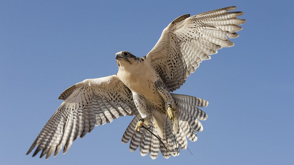 BBC World Service - Science In Action, Peregrine falcons fly like ...