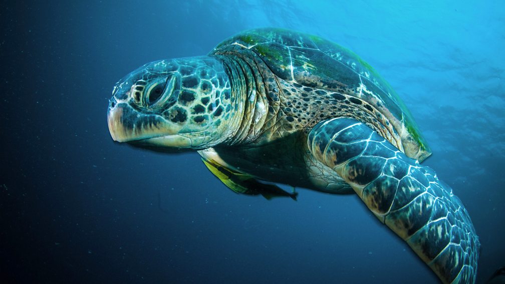 BBC Four - Turtle, Eagle, Cheetah: A Slow Odyssey, A flight in the rain