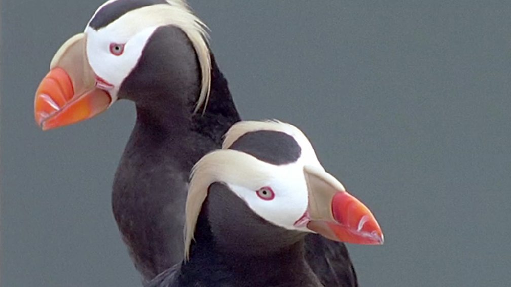 BBC One - The Blue Planet - Episode guide