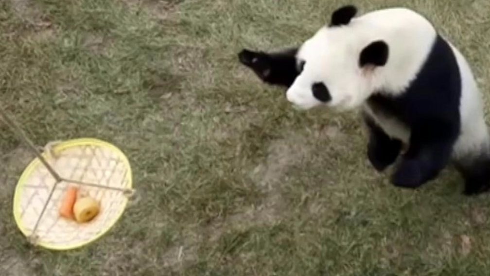 BBC World Service - The Newsroom, Exercise classes for pandas
