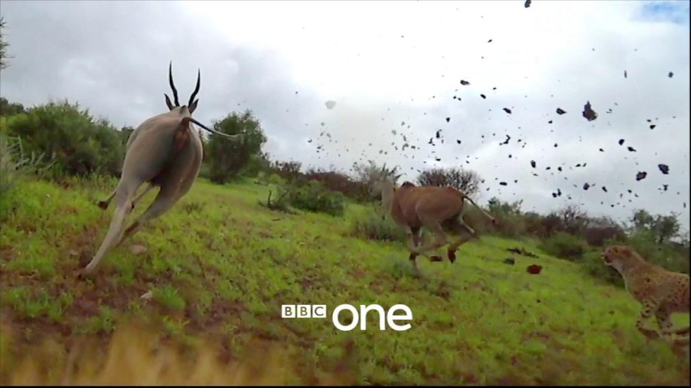 BBC Two - Animals with Cameras