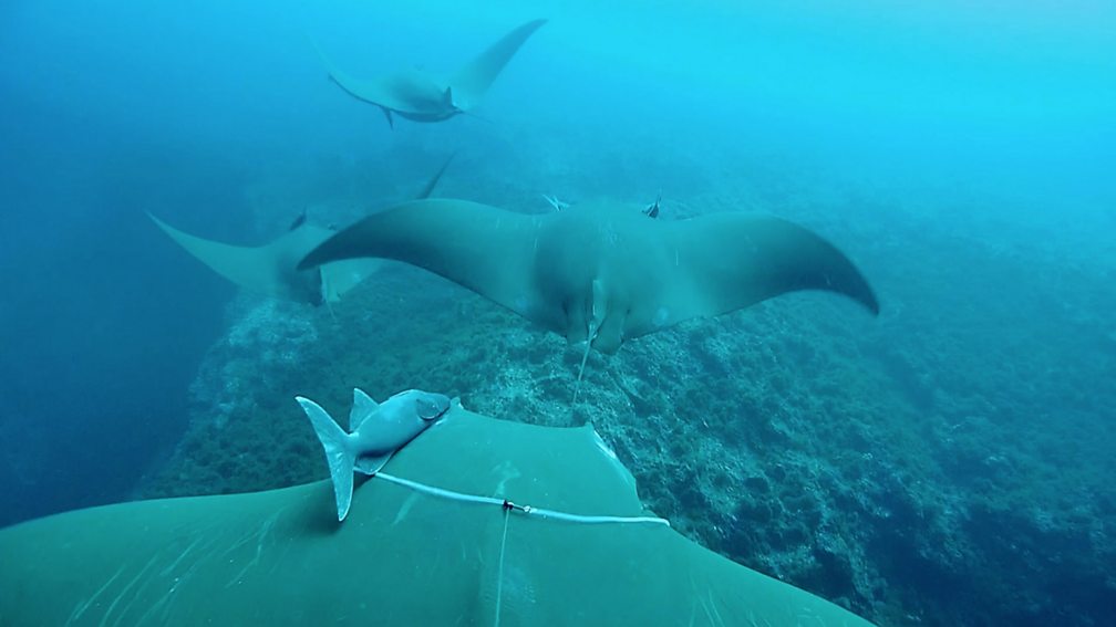 BBC Two - Animals with Cameras