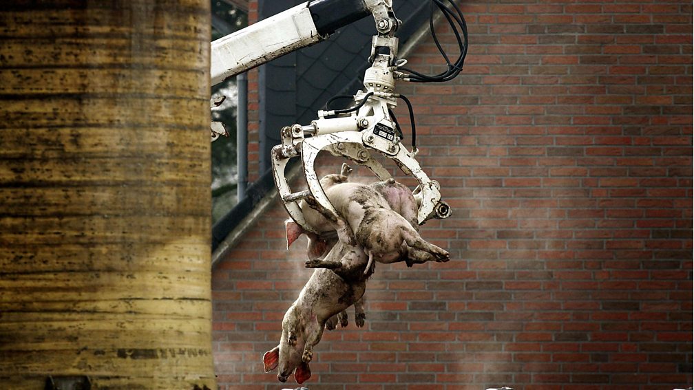 BBC World Service - The Food Chain, The Pig Problem