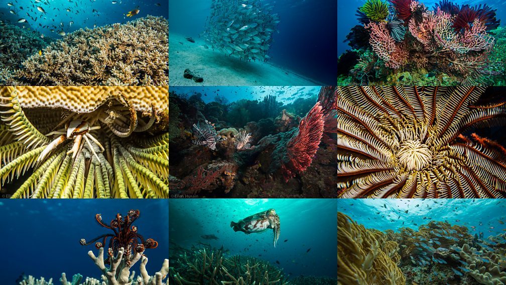 BBC Radio 4 - Costing the Earth - 10 amazing facts about coral reefs ...