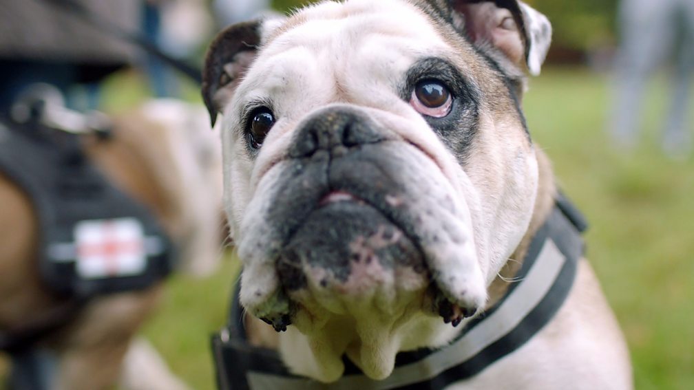 BBC One - Saving the British Bulldog