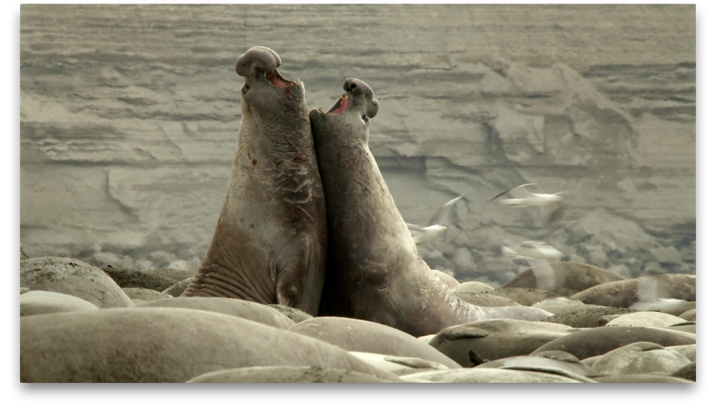 BBC Two - Natural World, 2018-2019, Nature's Biggest Beasts, Nature's ...