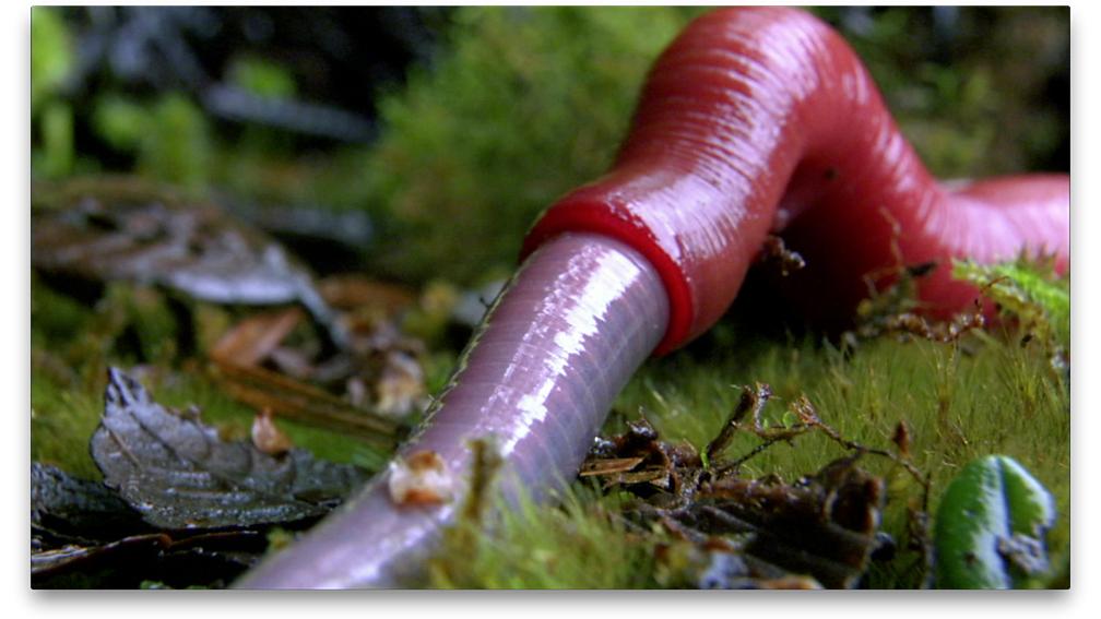 BBC Two - Natural World, 2018-2019, Nature's Biggest Beasts, Nature's ...