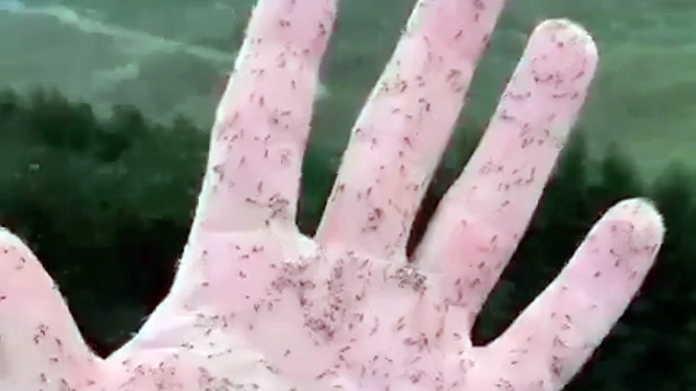 BBC Scotland - BBC Scotland - Beware the bloodsuckers! Why midges only ...