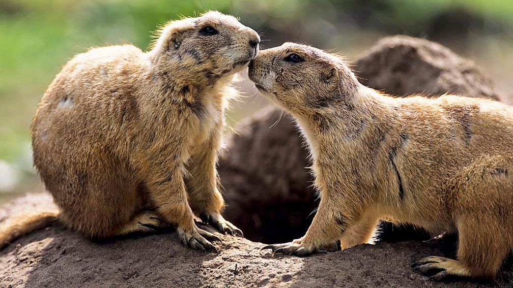 BBC One - Animals Behaving Badly