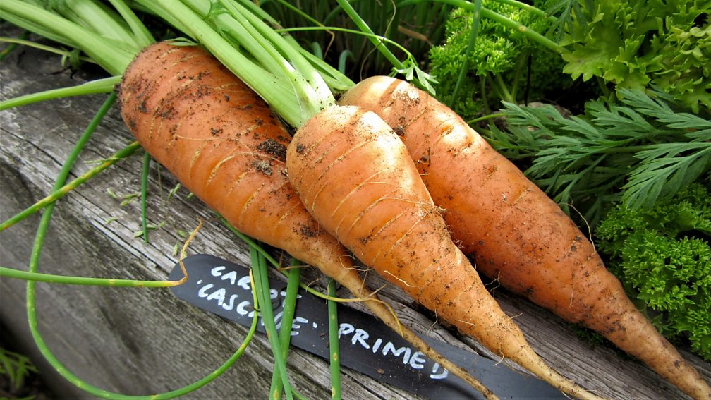 BBC Two - The Beechgrove Garden