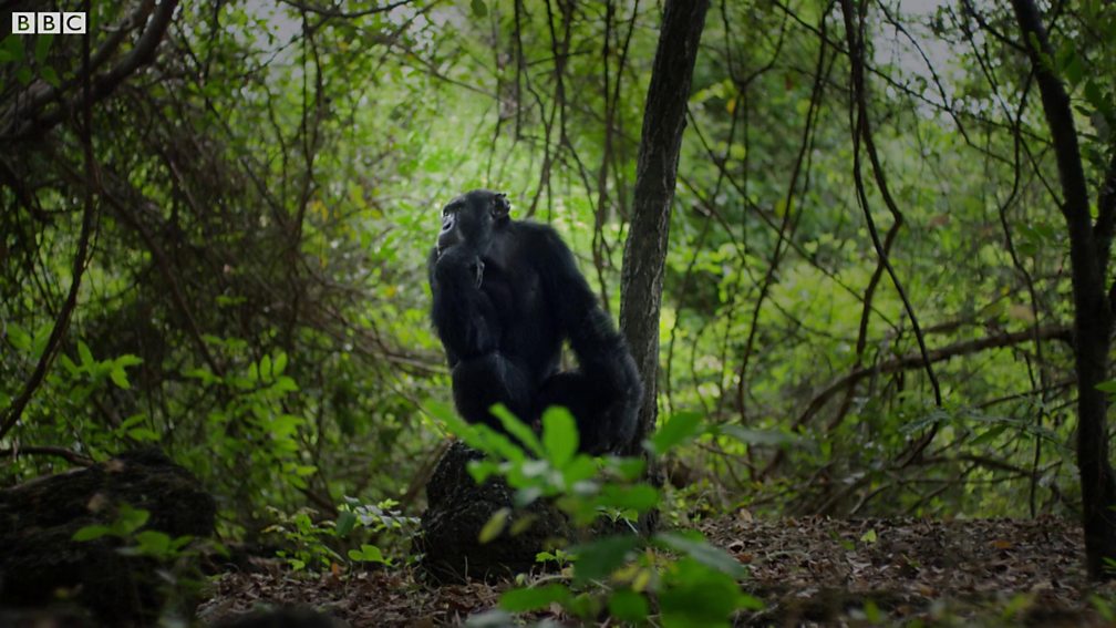 BBC One - Dynasties, Series 1, Chimpanzee