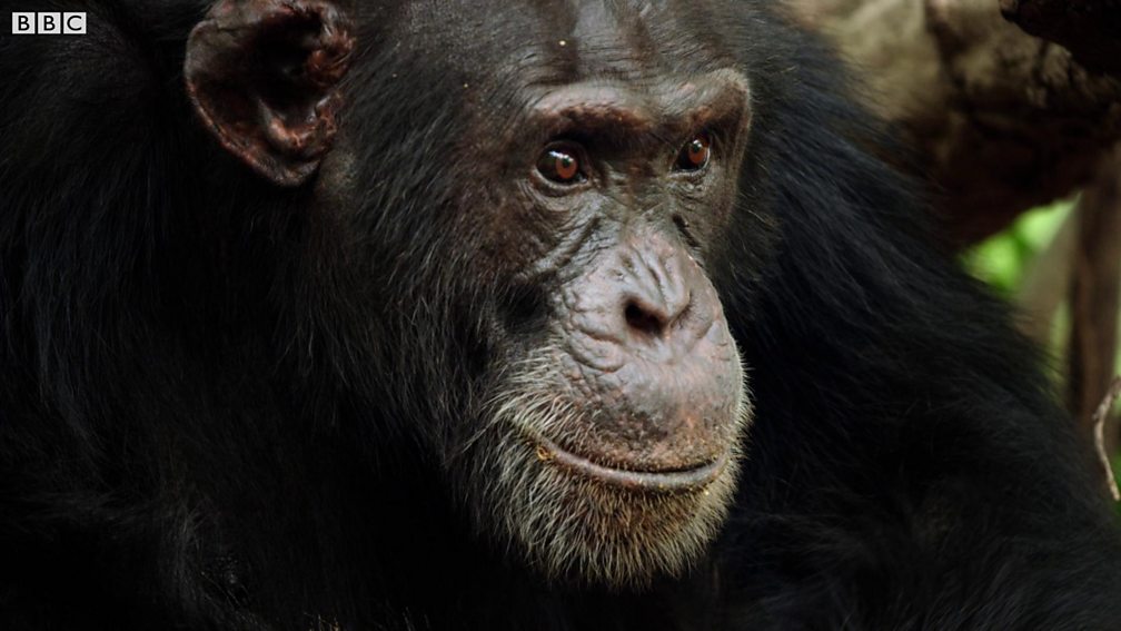 BBC One - Dynasties, Series 1, Chimpanzee, David, The Ruler