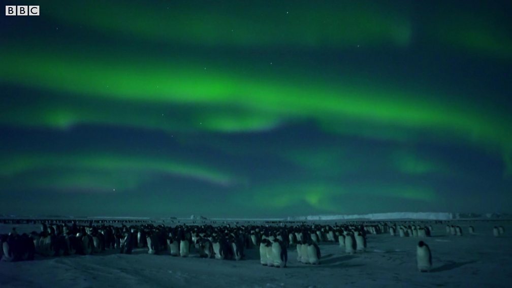 BBC One - Dynasties, Series 1, Emperor