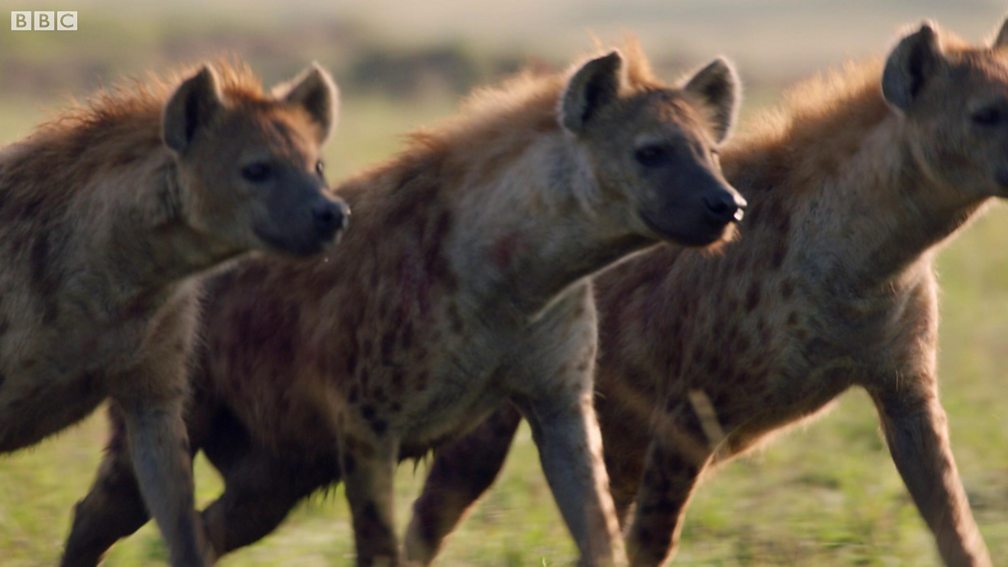 BBC One - Dynasties, Series 1, Lion, Where are they now? - Lion