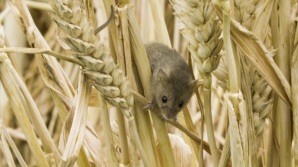 BBC Four - Secret Life of Farm Animals