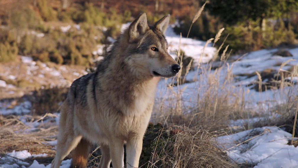 BBC Two - The Snow Wolf: A Winter's Tale