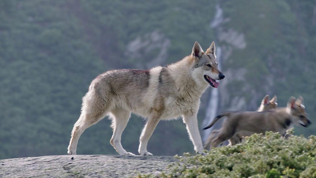 BBC Two - The Snow Wolf: A Winter's Tale