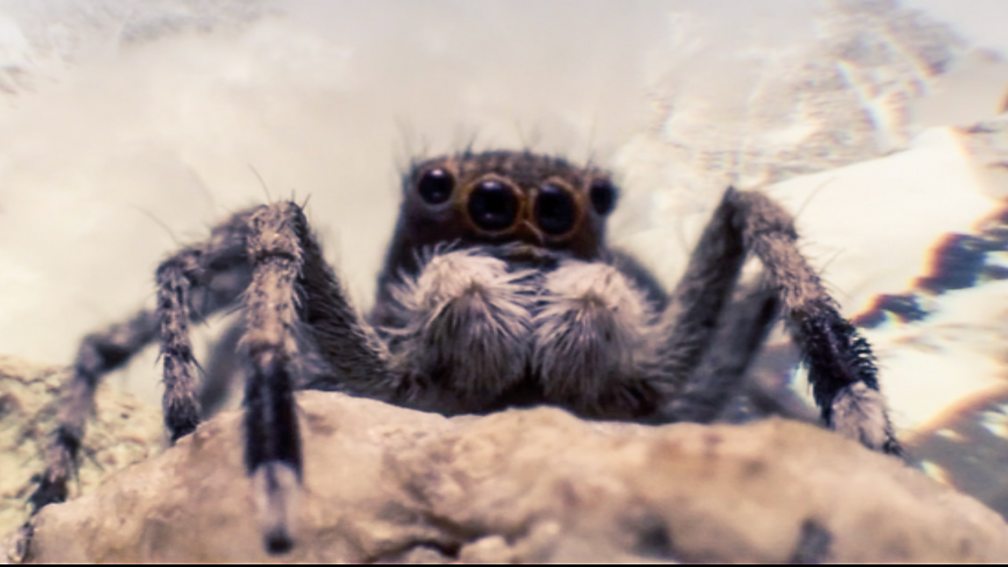 BBC Two - Wild China, Tibet, Hot spring snakes