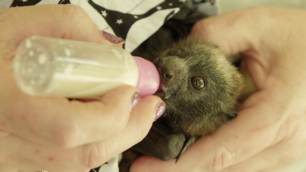 BBC Two - Cities: Nature's New Wild, Series 1, Residents, An otter ...