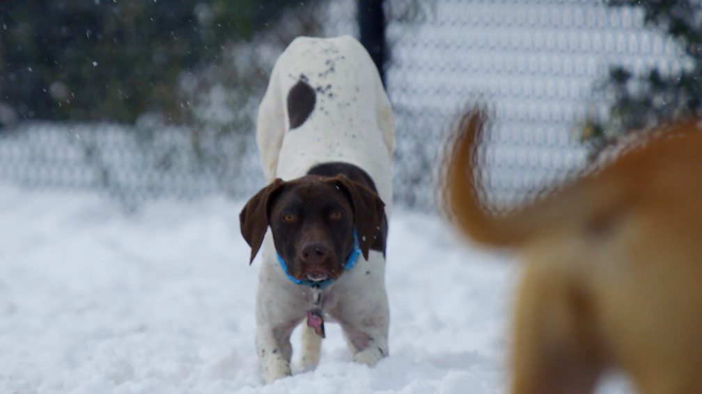 BBC Two - Animals at Play