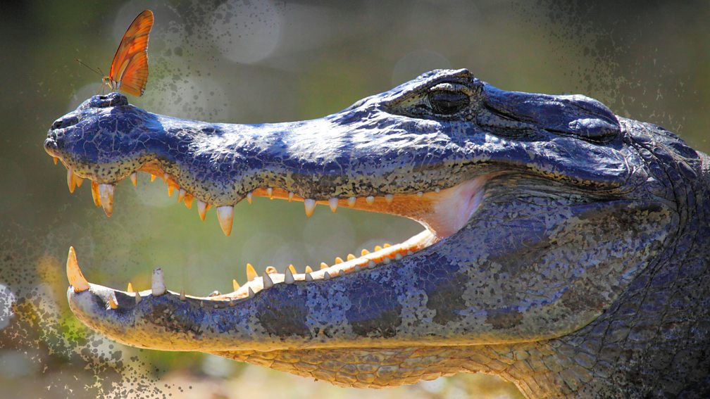 BBC Two - Wild Brazil