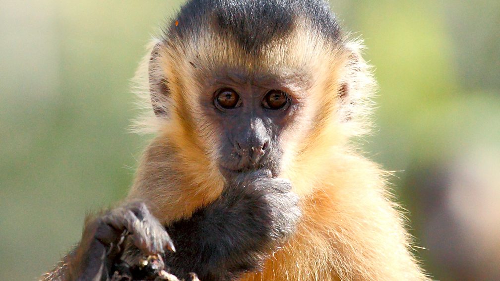 BBC Two - Wild Brazil