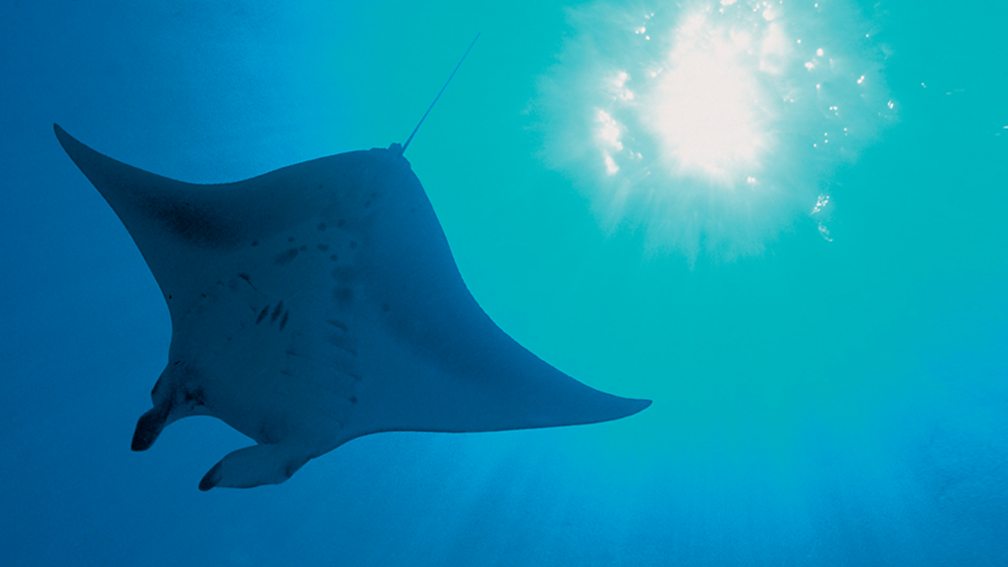 BBC One - The Blue Planet - Episode guide