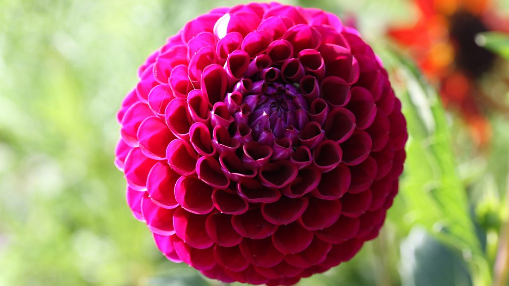 BBC Radio 4 - Radio 4 in Four - 10 ways to give your garden a spruce-up ...