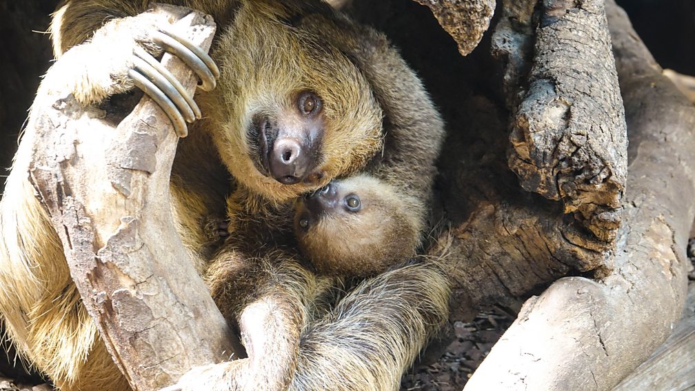 BBC Radio 4 - Radio 4 in Four - 10 incredible facts about the sloth