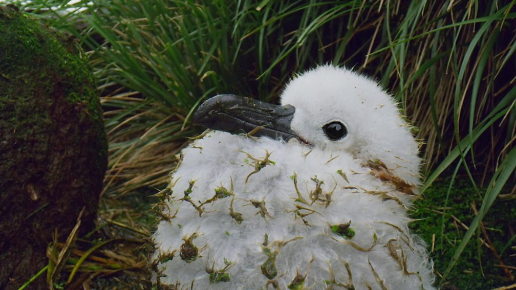 BBC One - Seven Worlds, One Planet, Series 1, Antarctica