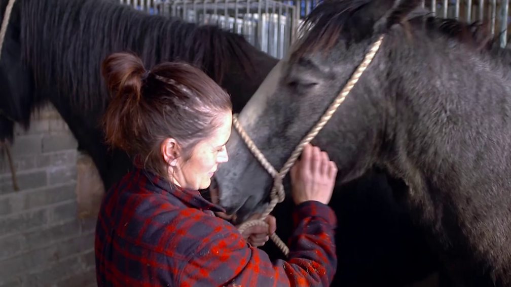 BBC Wales - BBC Wales - Gentle giants: Could the Shire horse be extinct ...