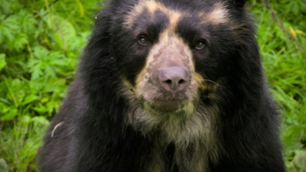 BBC Two - Paddington: The Man Behind the Bear, JEREMY CLARKSON - THE ...