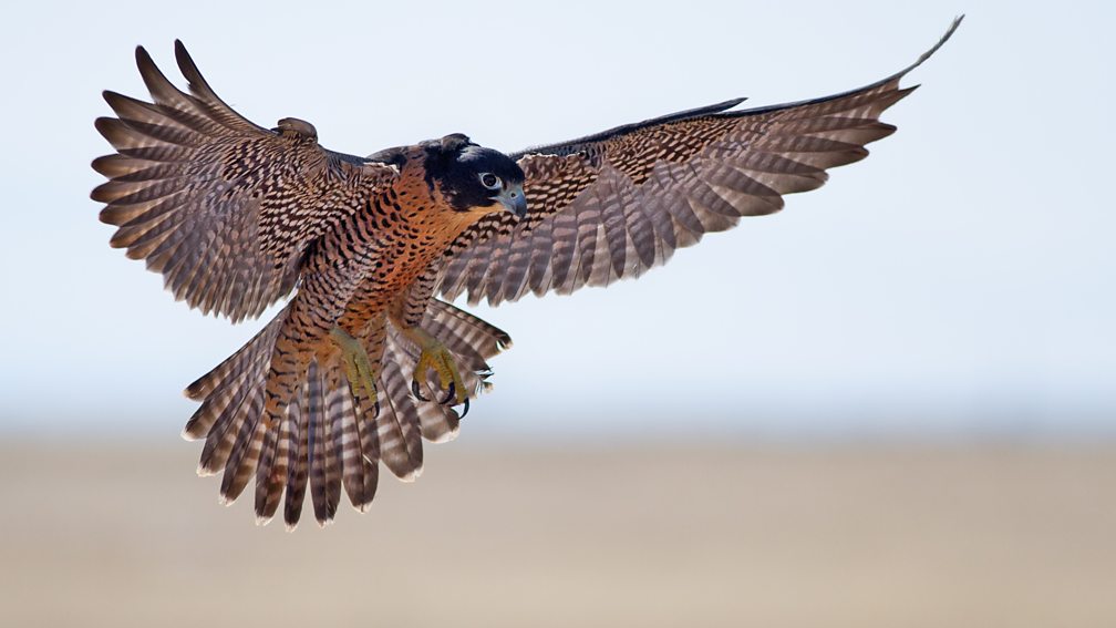 BBC Radio 4 - The Peregrine, read by David Attenborough