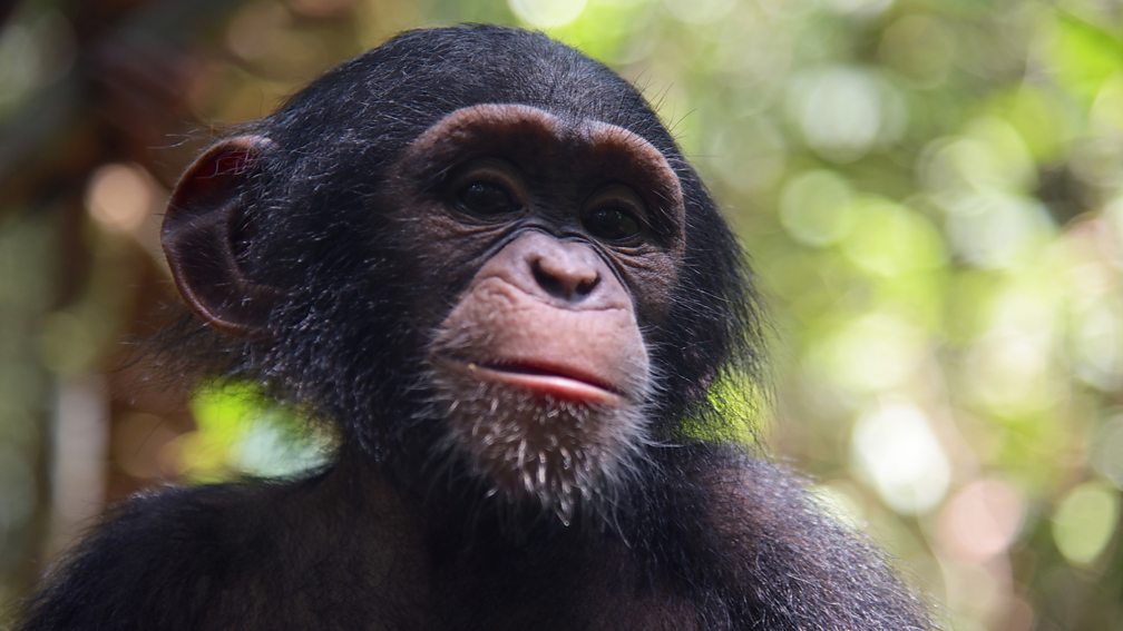BBC Two - Baby Chimp Rescue