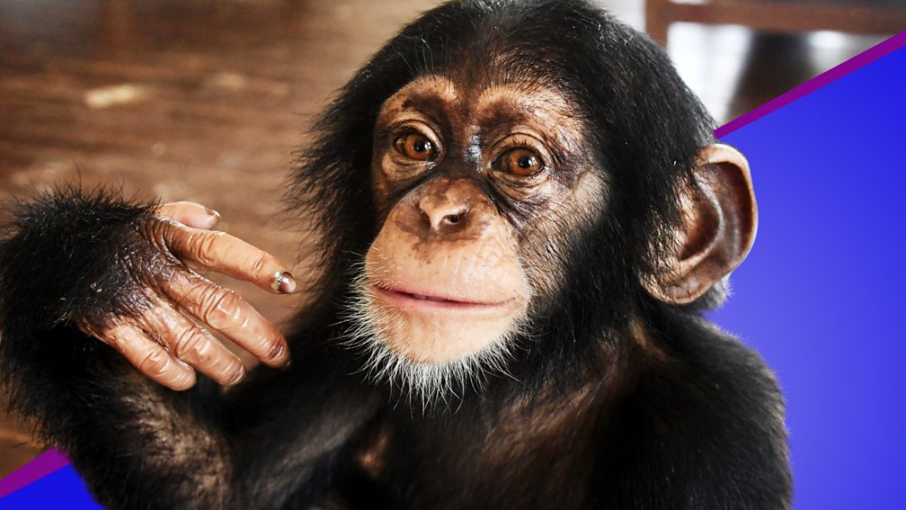 BBC Two - Baby Chimp Rescue