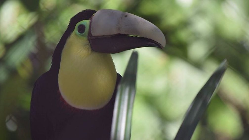 BBC World Service - Outlook, How a toucan got his prosthetic beak