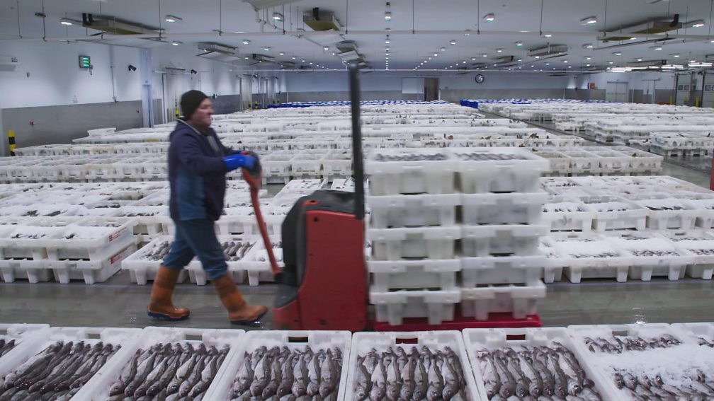 BBC One - Fish Town