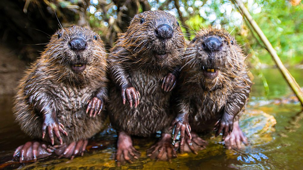 BBC One - Spy in the Wild - Episode guide