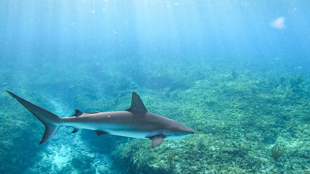 BBC One - Blue Planet Revisited