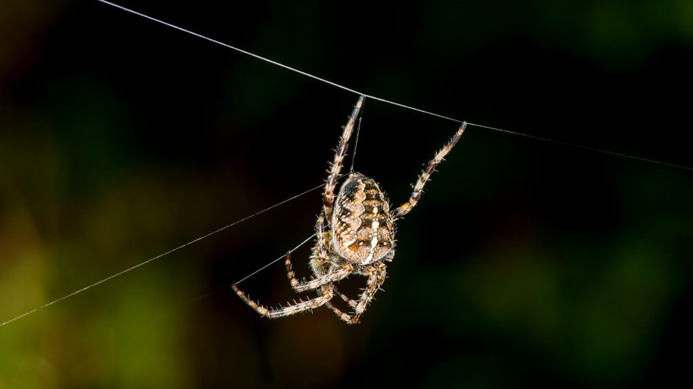 BBC World Service - CrowdScience, What makes a spider spin a web?, How ...