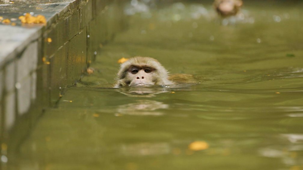 BBC One - Primates, Series 1, Secrets of Survival