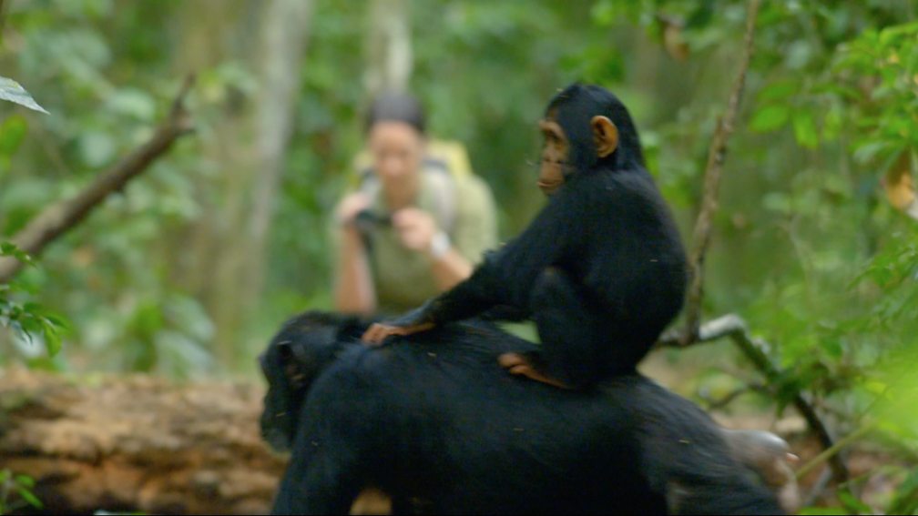 BBC One - Primates
