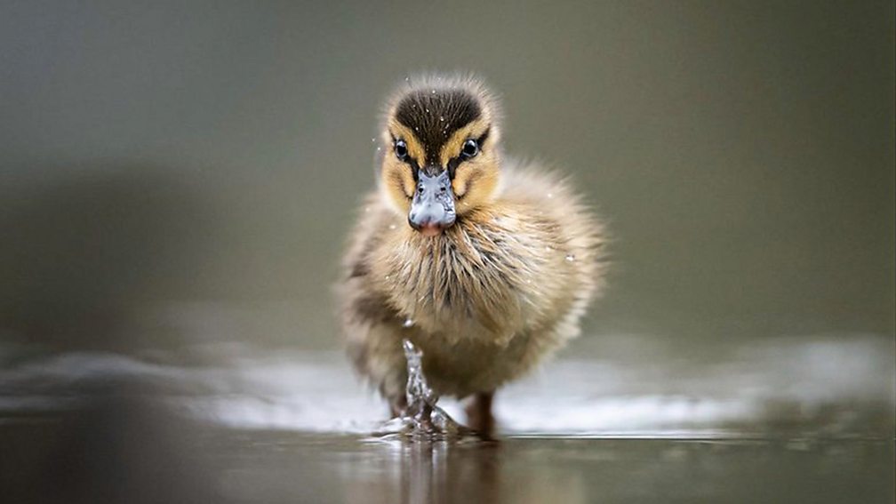 BBC Two - Springwatch, 2020, Episode 1, Magic moments: The Orkney Islands